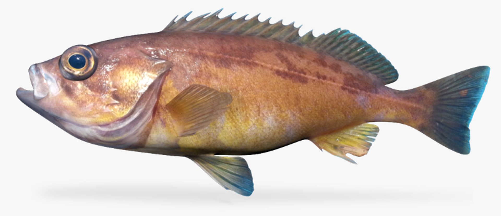 3d Squarespot Rockfish Model