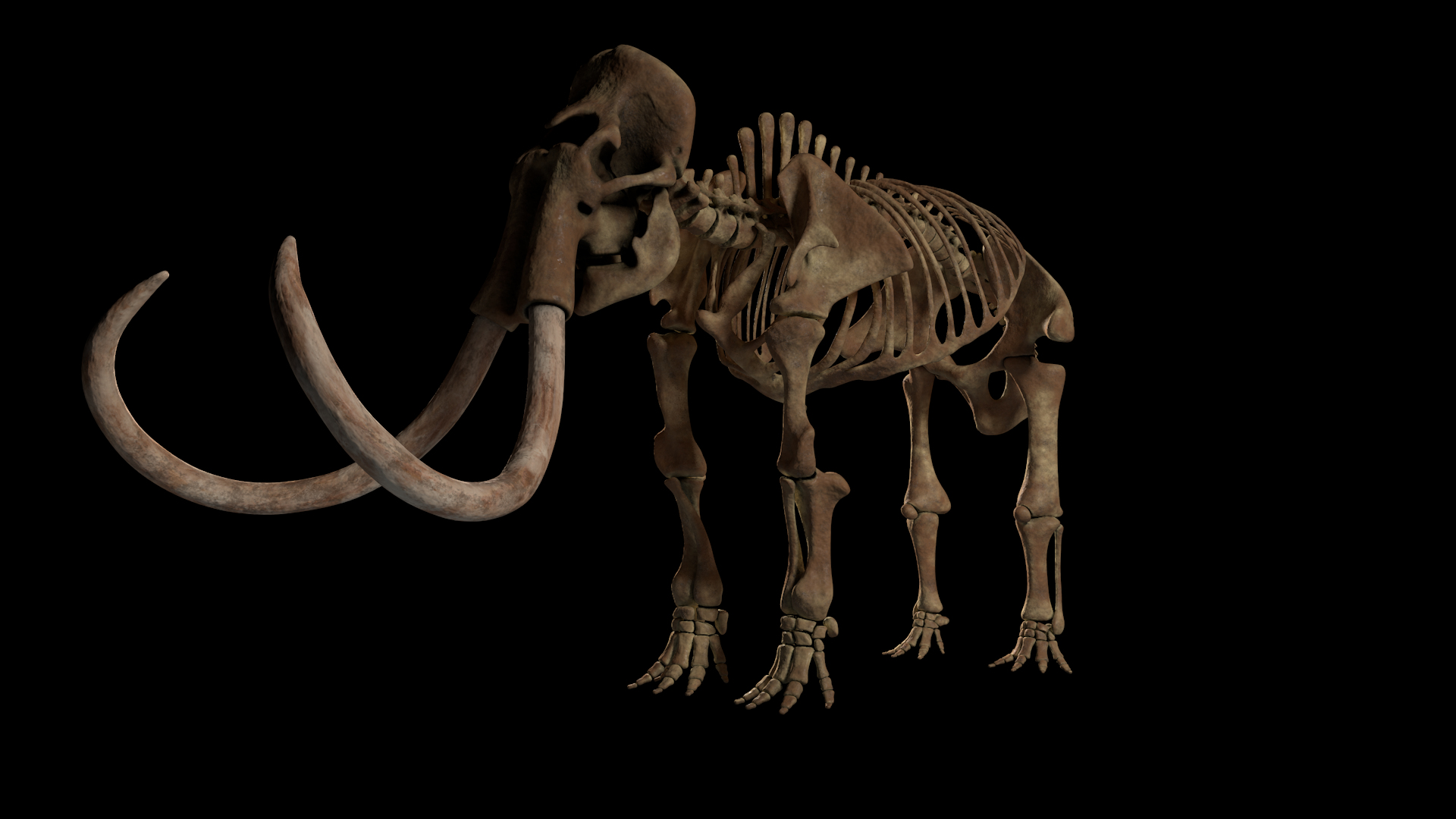 3D Complete Mammoth Skeleton Skull - TurboSquid 1205771