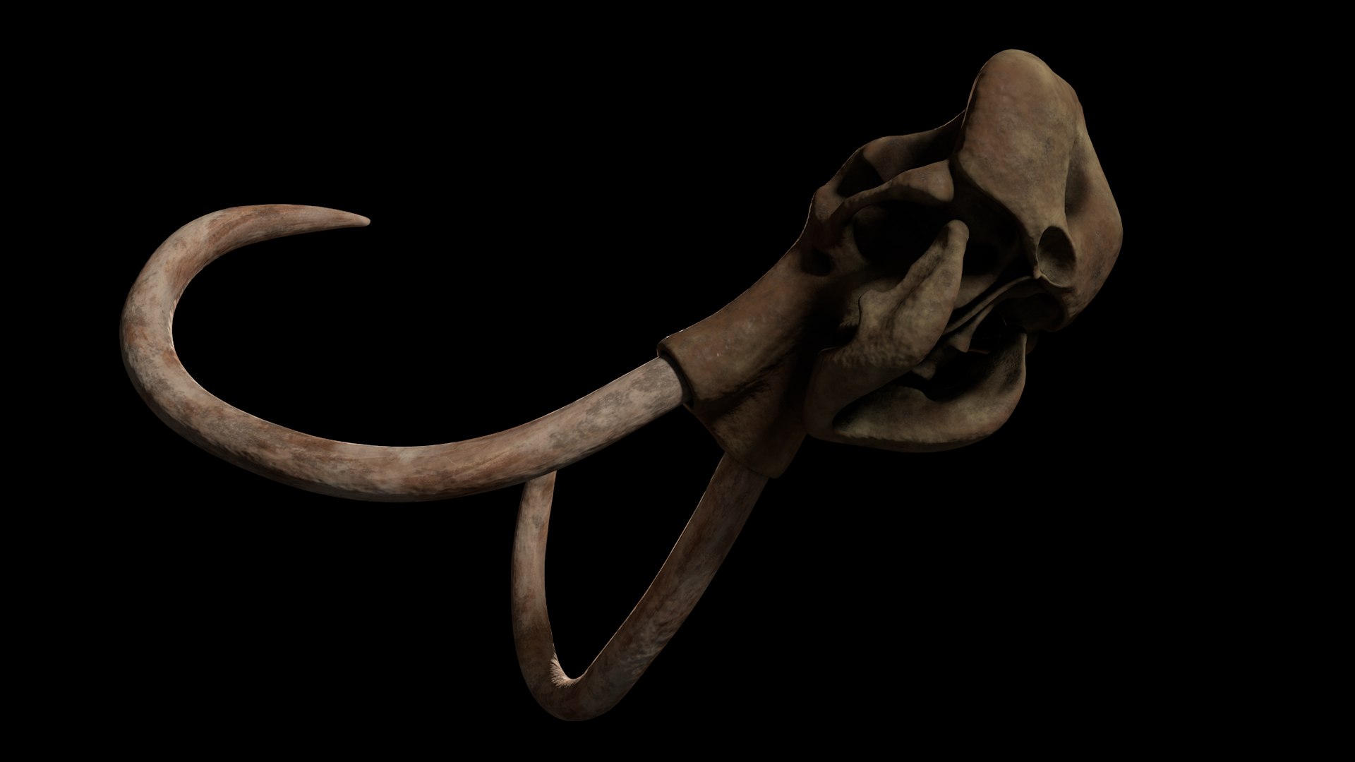 3D Complete Mammoth Skeleton Skull - TurboSquid 1205771