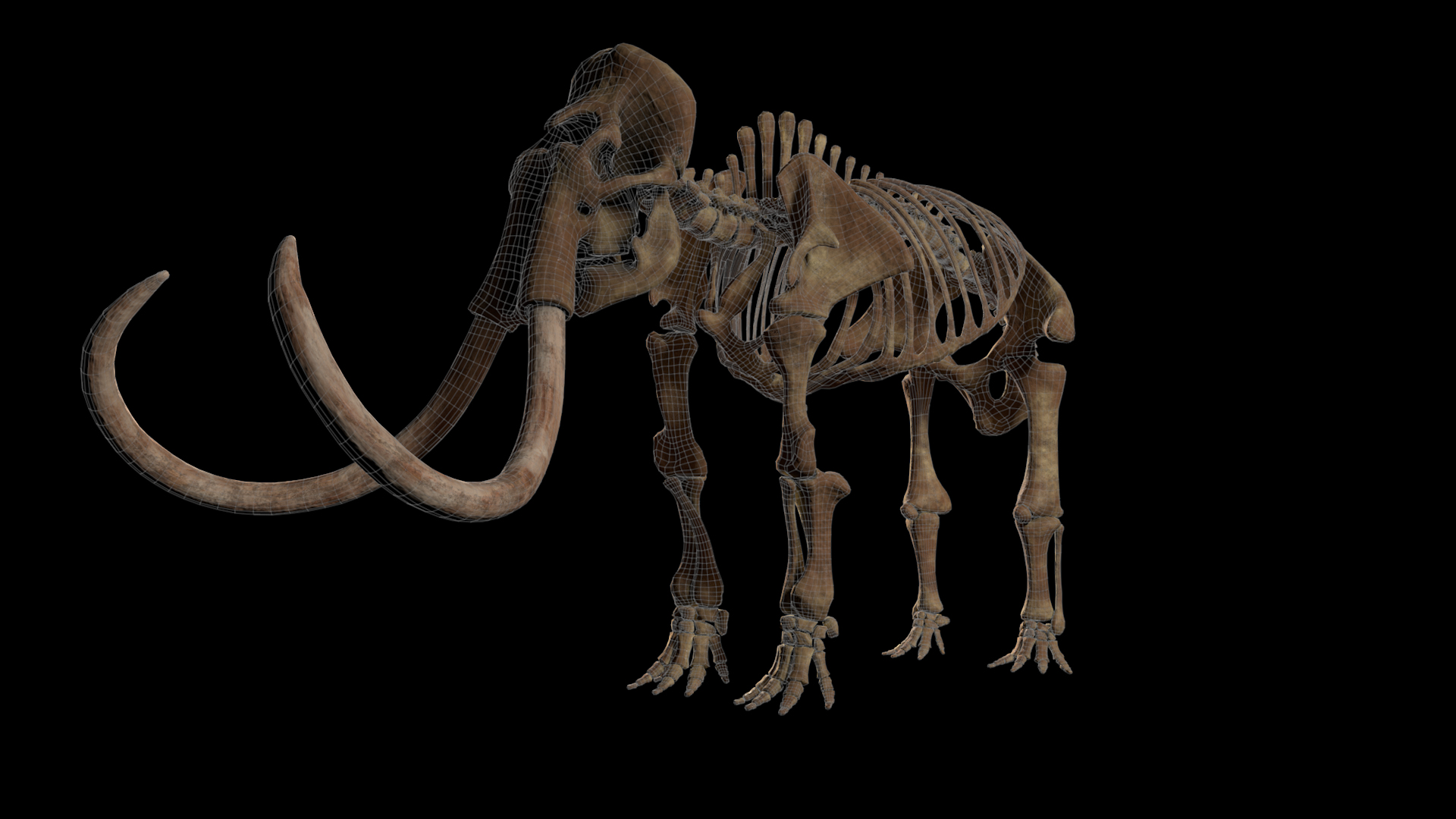 3D Complete Mammoth Skeleton Skull - TurboSquid 1205771