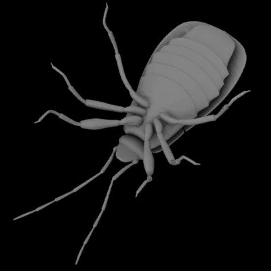 Bugs Insect 3d Model