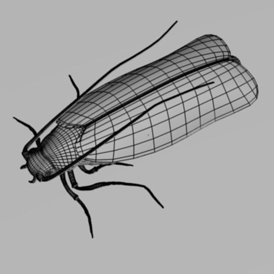 Bugs Insect 3d Model