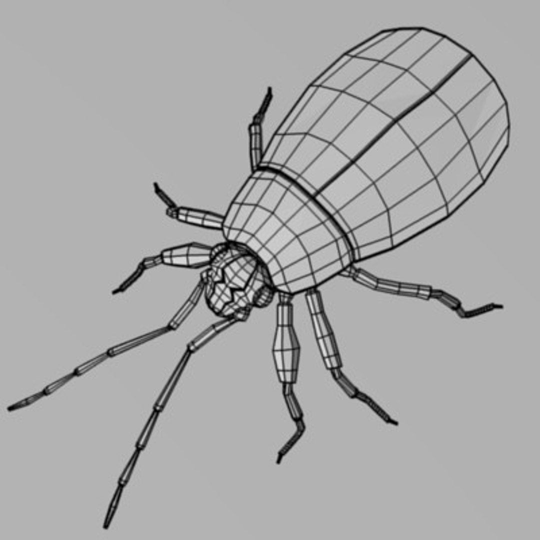 Bugs Insect 3d Model