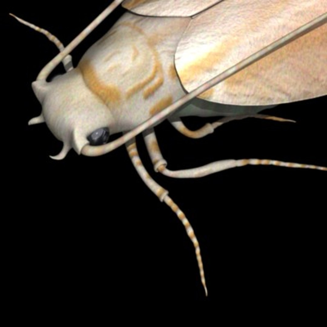 Bugs Insect 3d Model