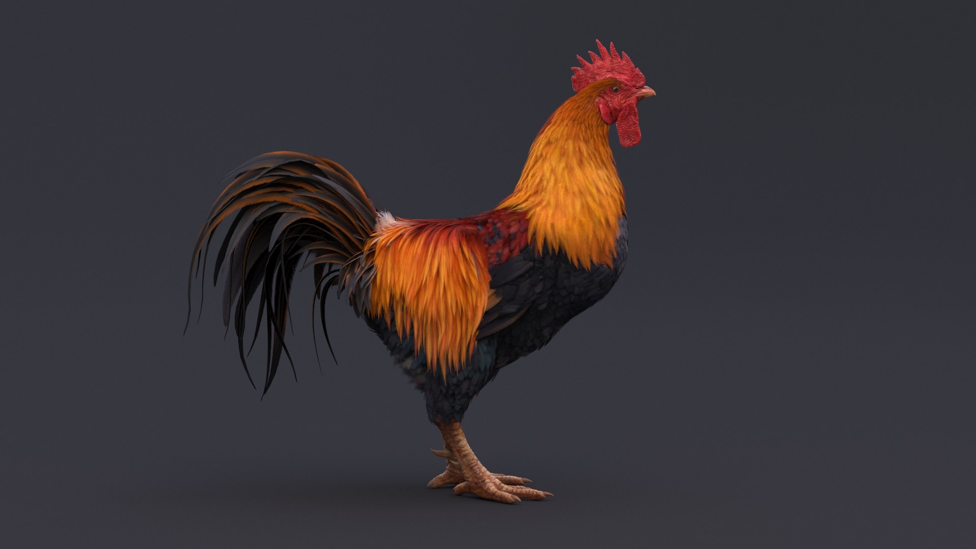 3D Rooster Animated - TurboSquid 1782857