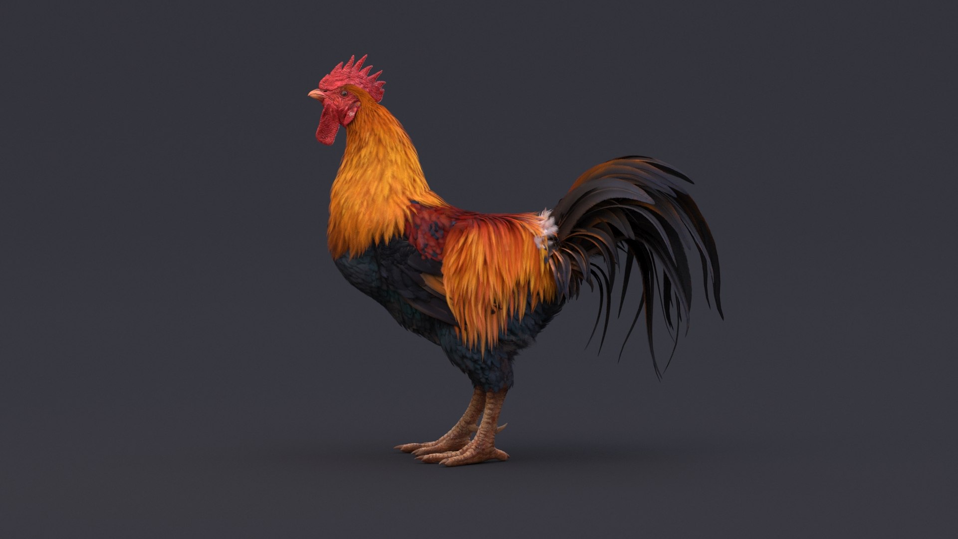 3D Rooster Animated - TurboSquid 1782857