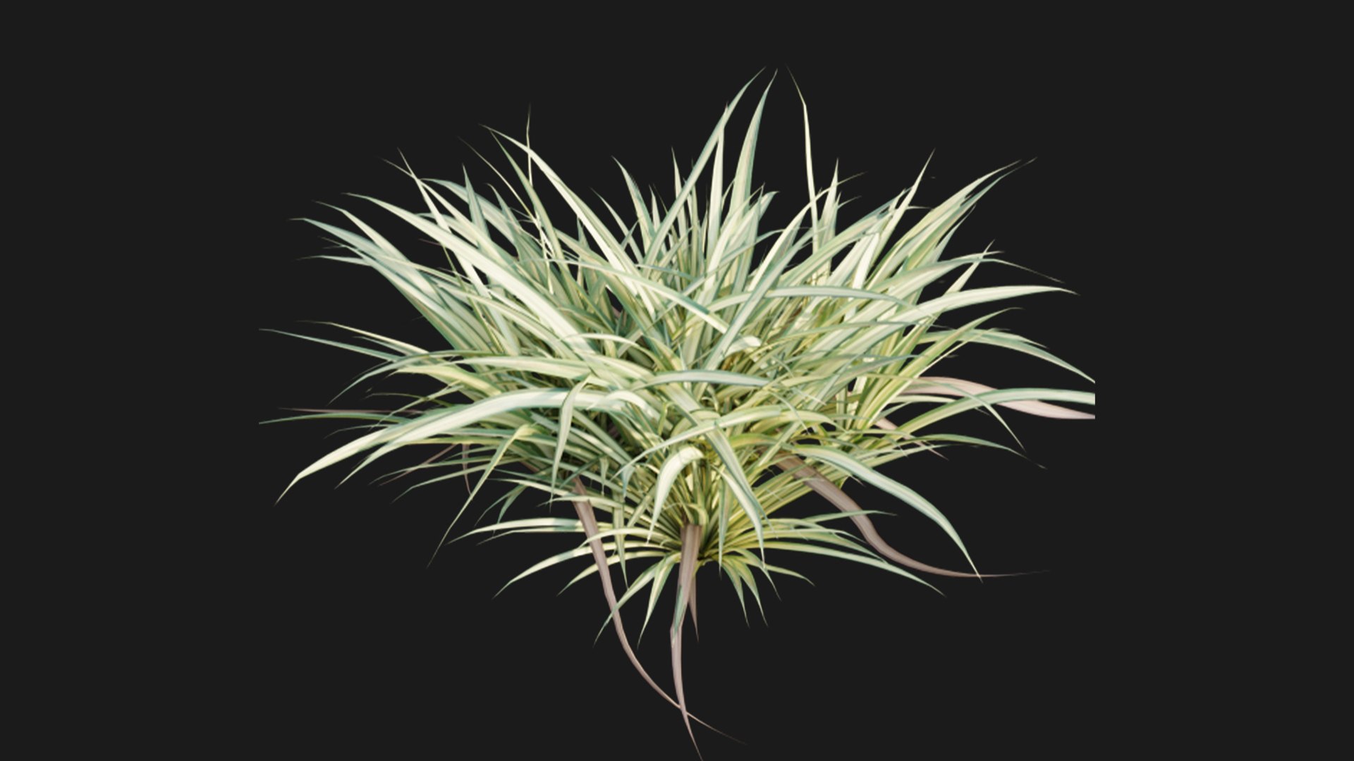 Pandanus Baptistii - Variegated Dwarf Pandanus 3D Model - TurboSquid ...