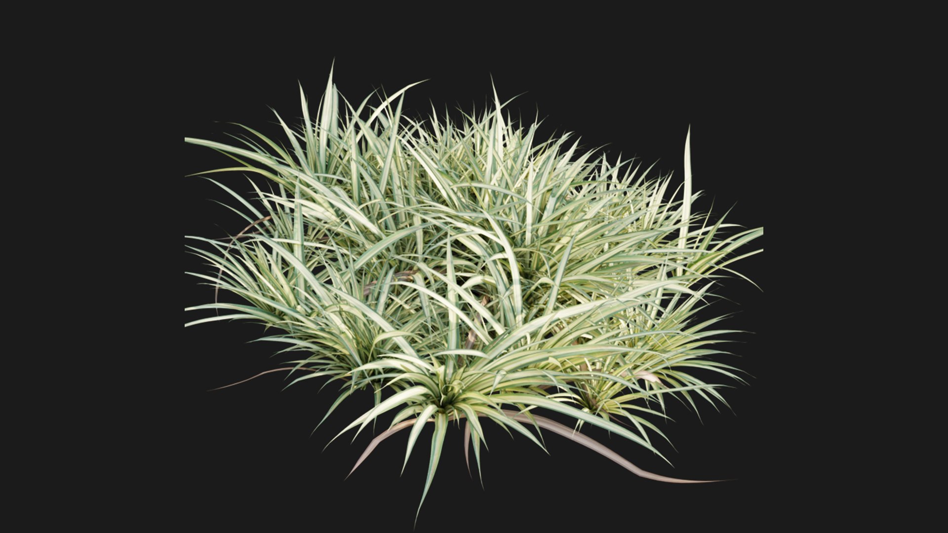 Pandanus Baptistii - Variegated Dwarf Pandanus 3D Model - TurboSquid ...