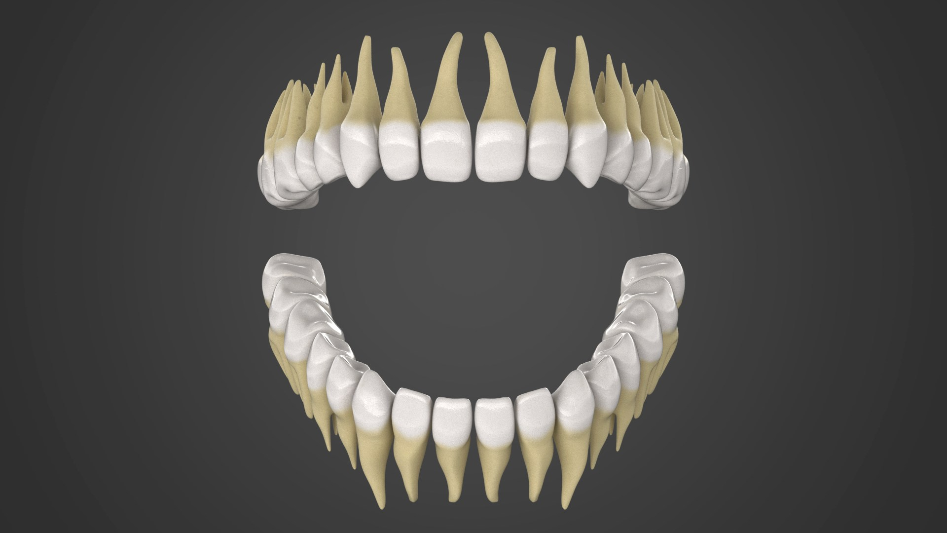 Human Teeth 3D Model - TurboSquid 1549135