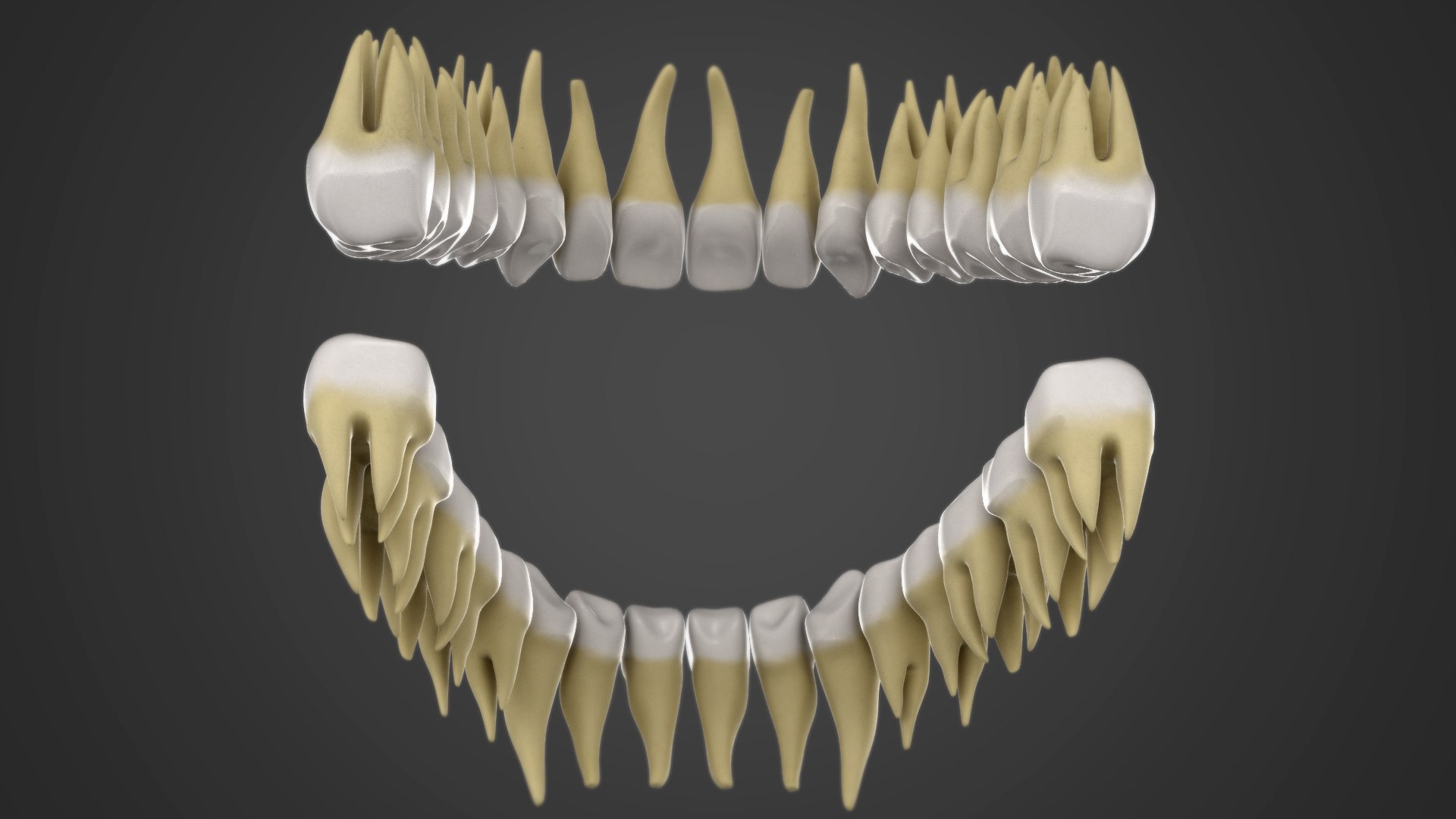 Human Teeth 3D Model - TurboSquid 1549135