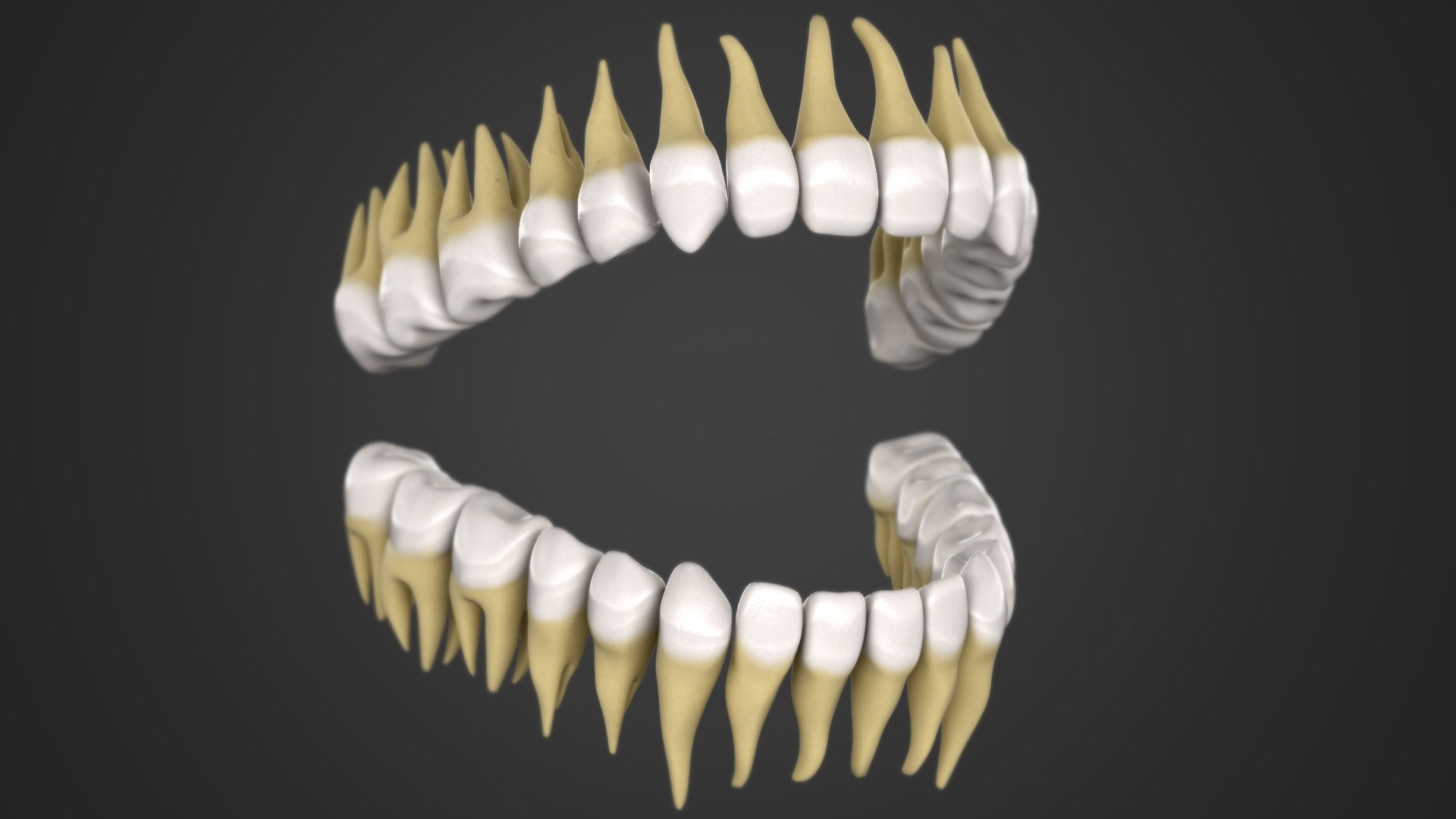 Human Teeth 3D Model - TurboSquid 1549135