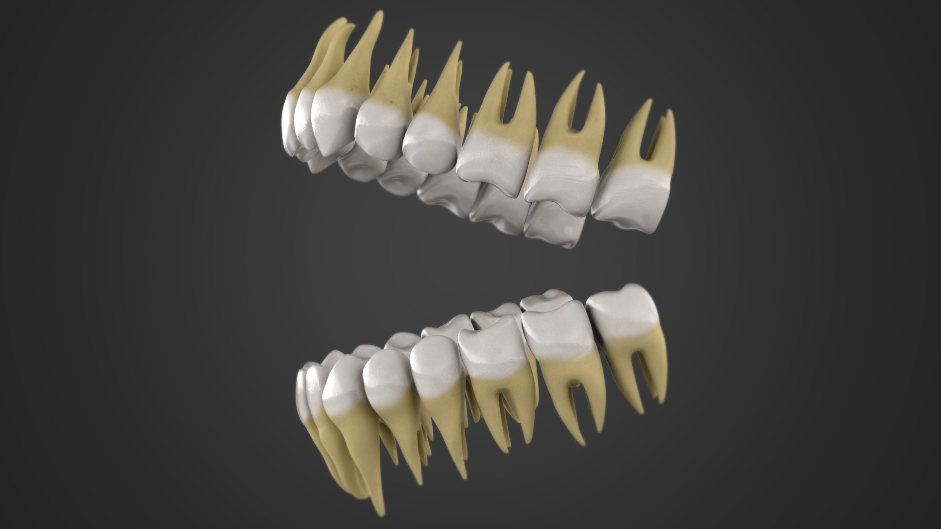 Human Teeth 3D Model - TurboSquid 1549135