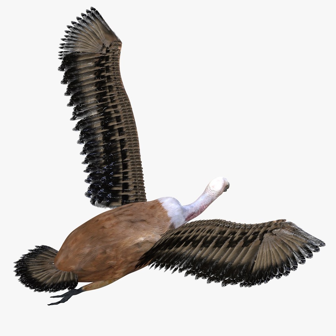 3D Bird Vulture Model - TurboSquid 1536966