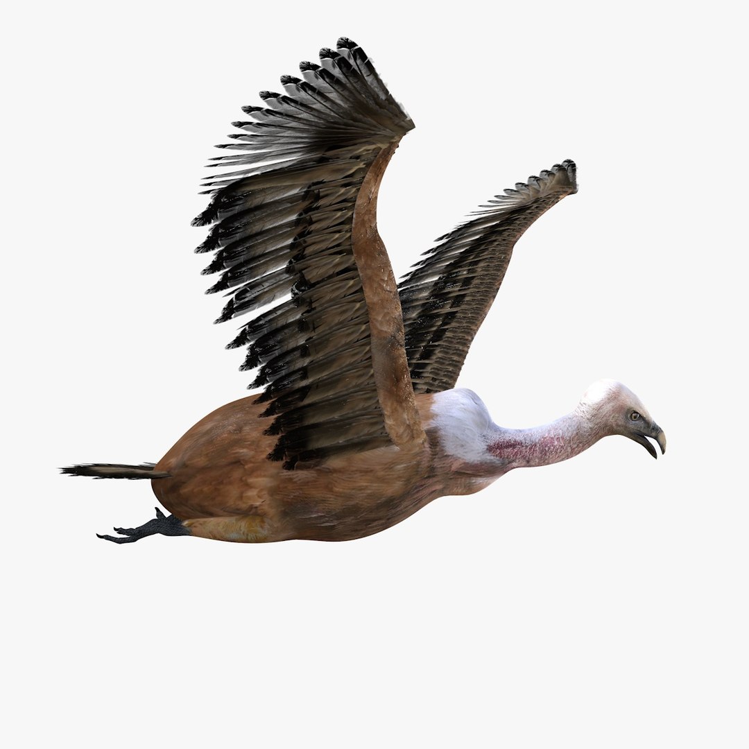 3D Bird Vulture Model - TurboSquid 1536966