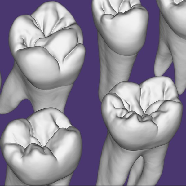 Teeth 3D model - TurboSquid 1722346