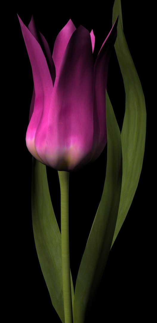 bryce plant flower