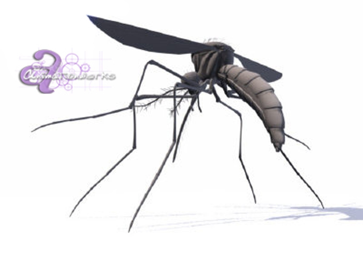 ma mosquito insect