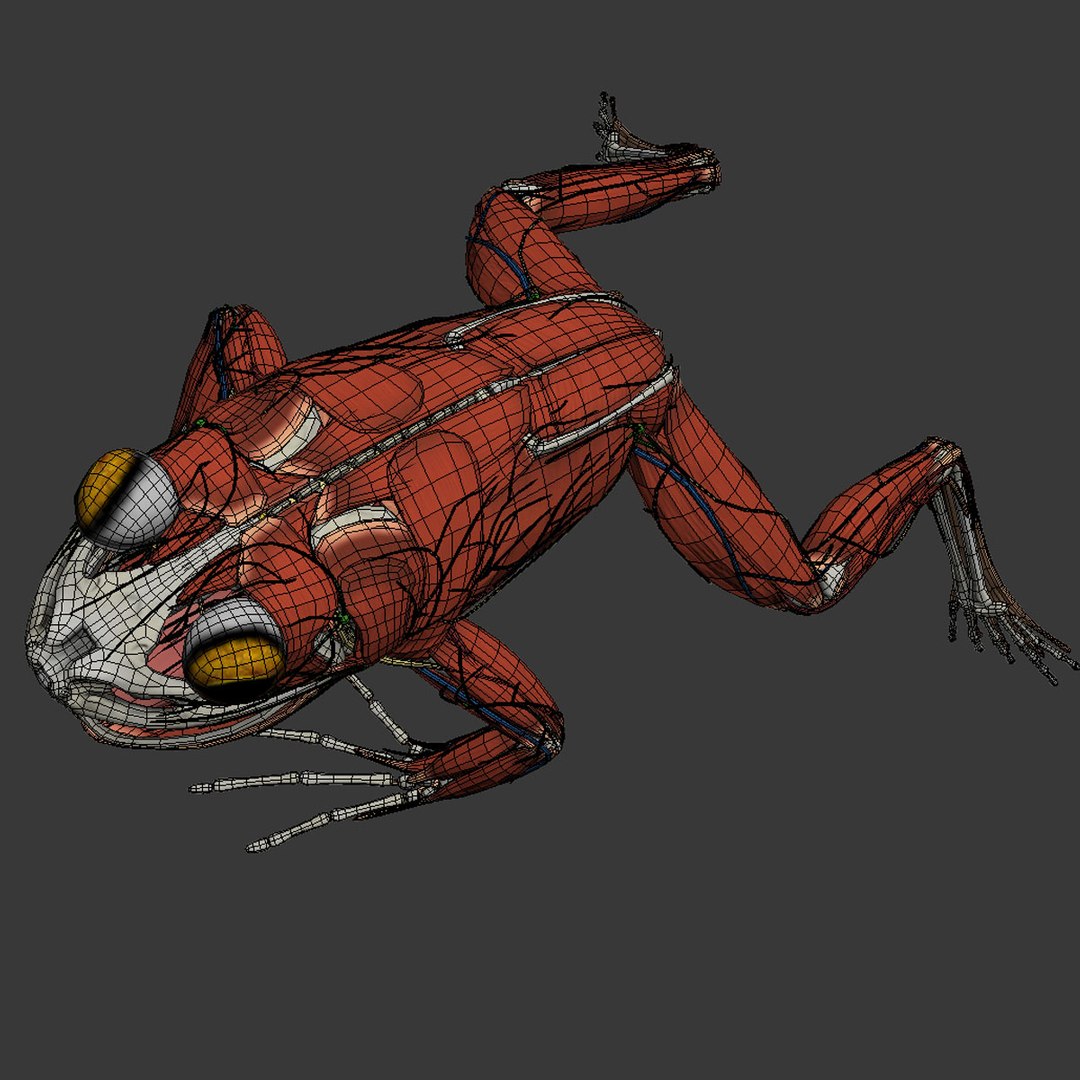3D Anatomy Frog Body Male - TurboSquid 1328057