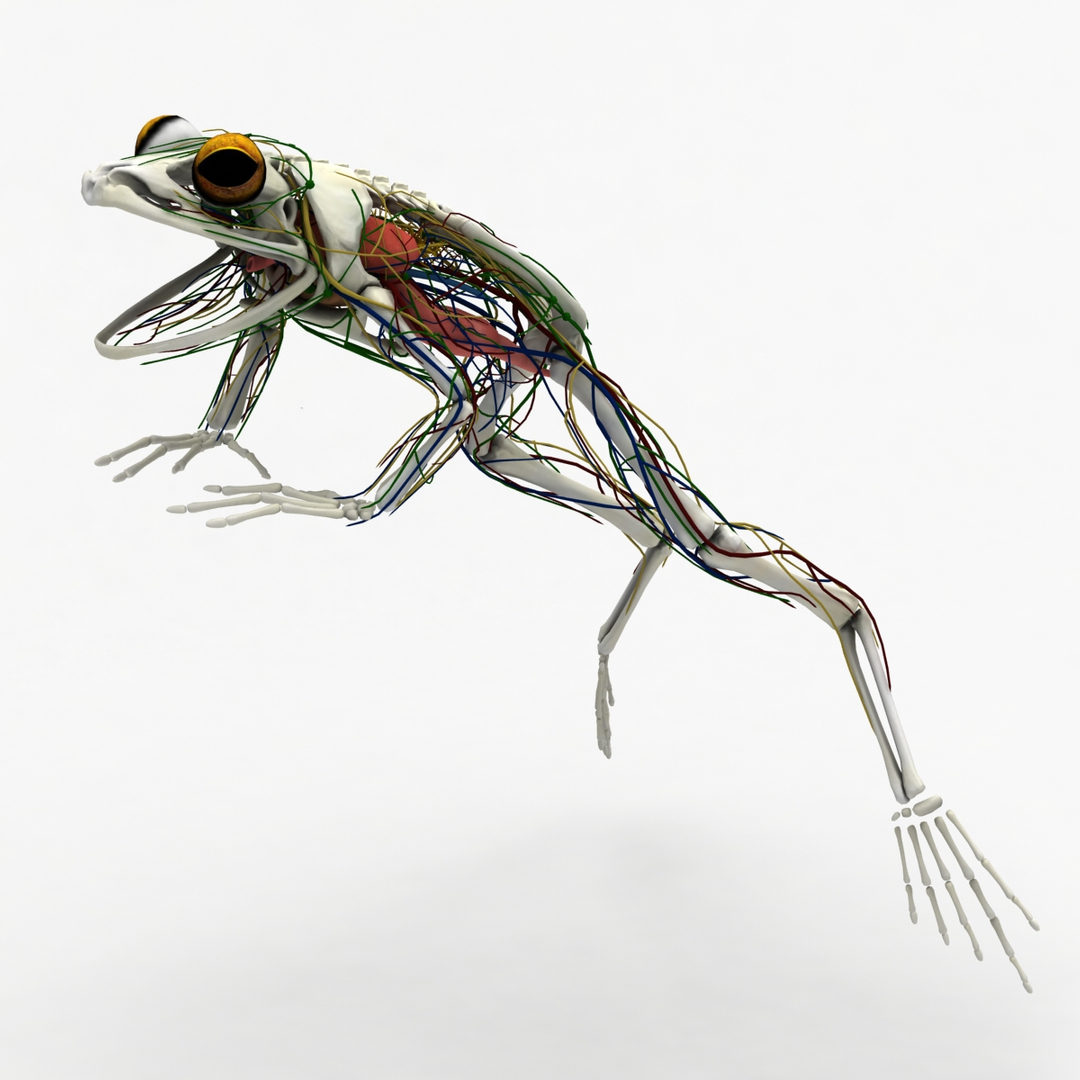 3D Anatomy Frog Body Male - TurboSquid 1328057