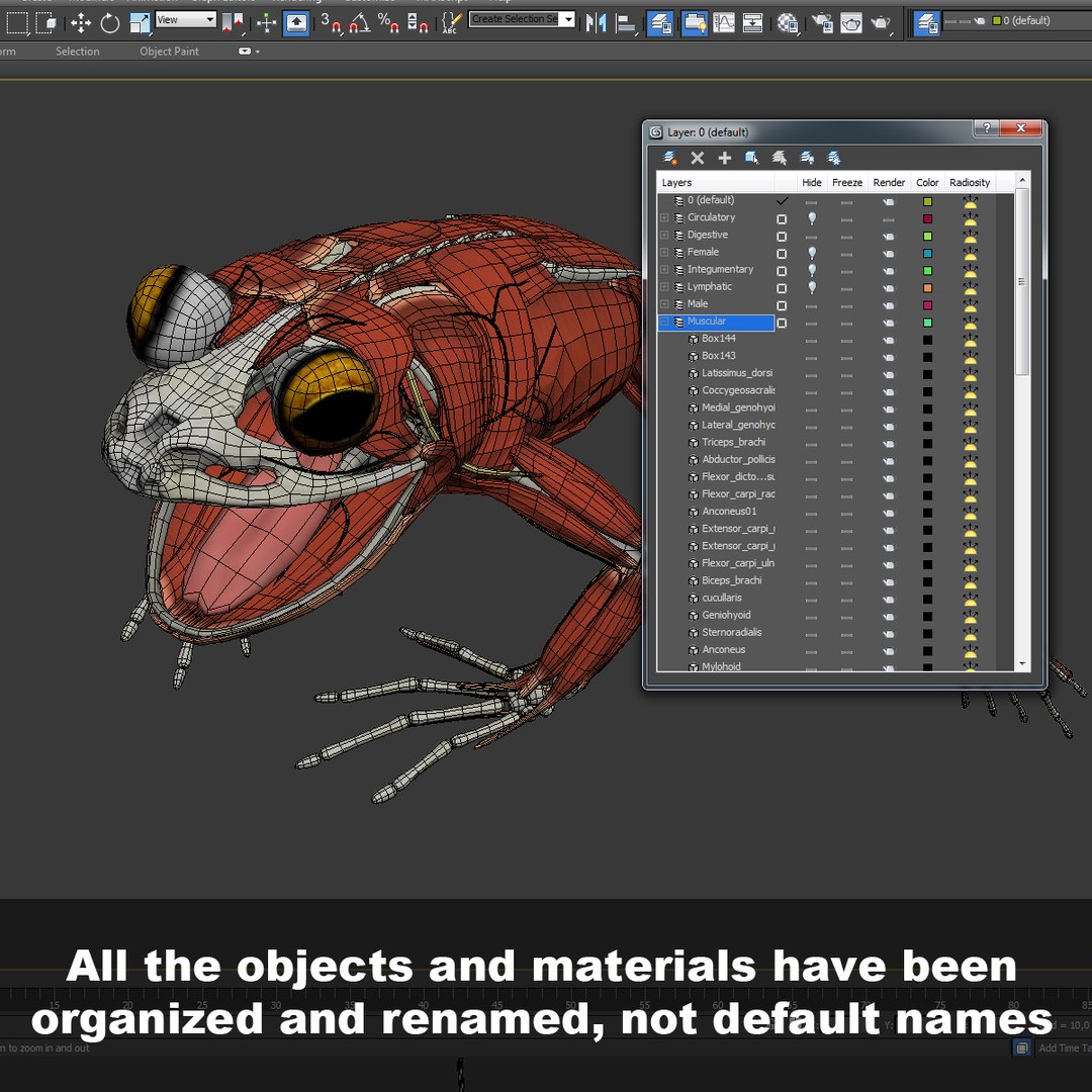 3D Anatomy Frog Body Male - TurboSquid 1328057
