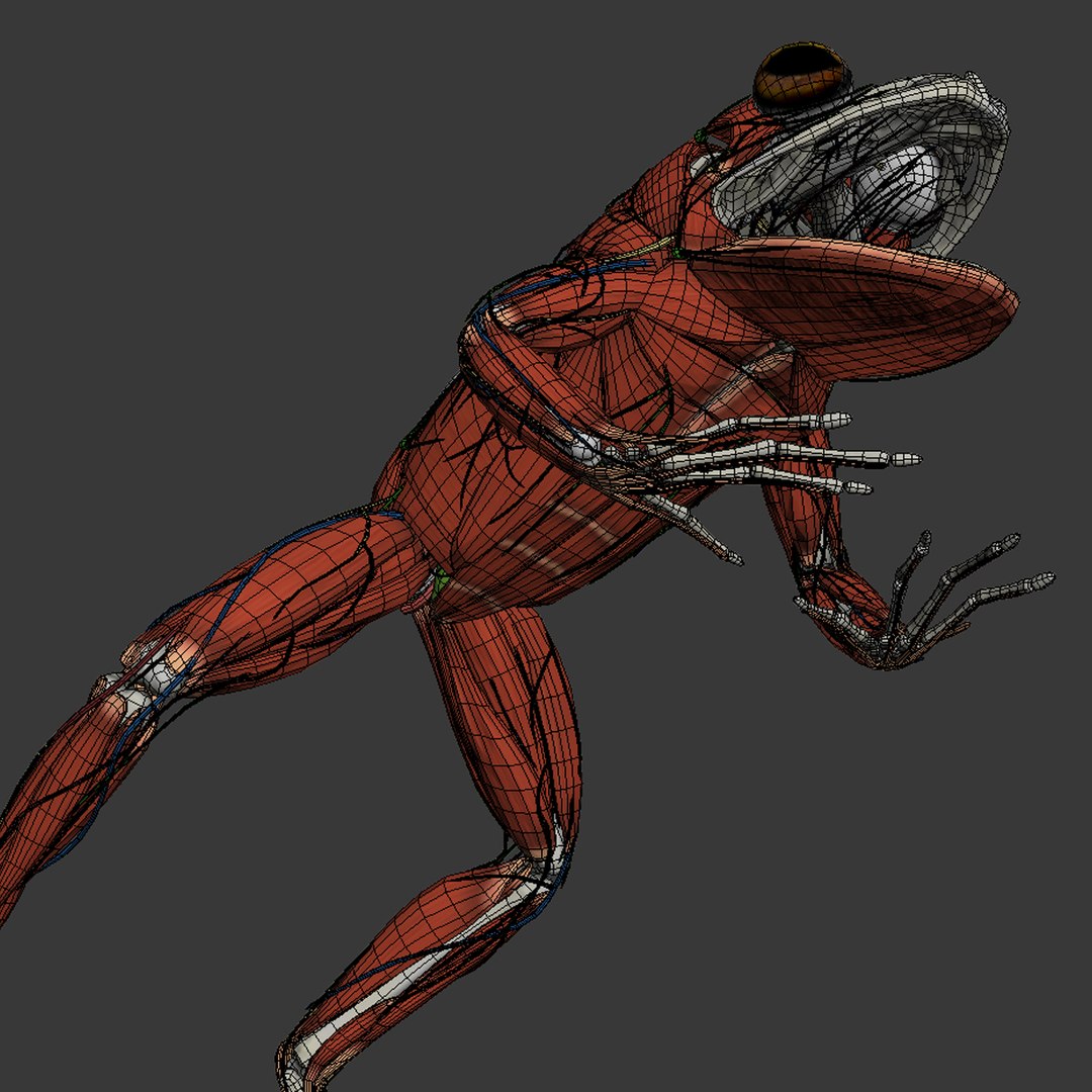 3D Anatomy Frog Body Male - TurboSquid 1328057