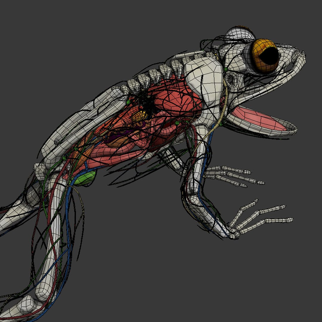 3D Anatomy Frog Body Male - TurboSquid 1328057