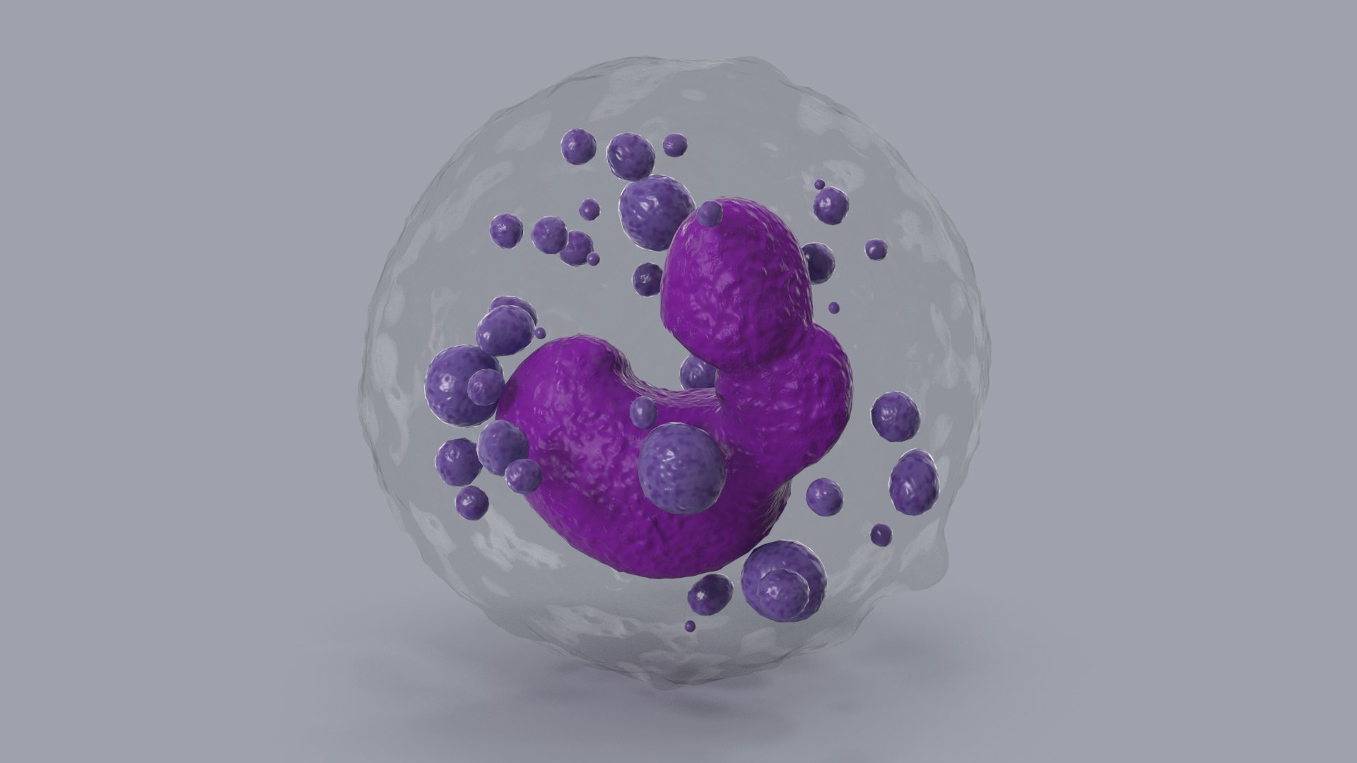 3D Basophil Blood Cell model - TurboSquid 2133330