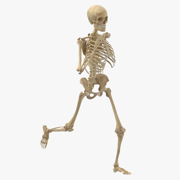 3D real human female skeleton model - TurboSquid 1689361