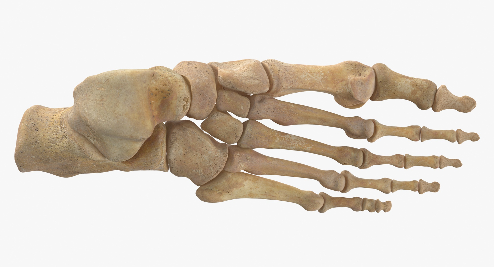 3D real human female skeleton model - TurboSquid 1689361