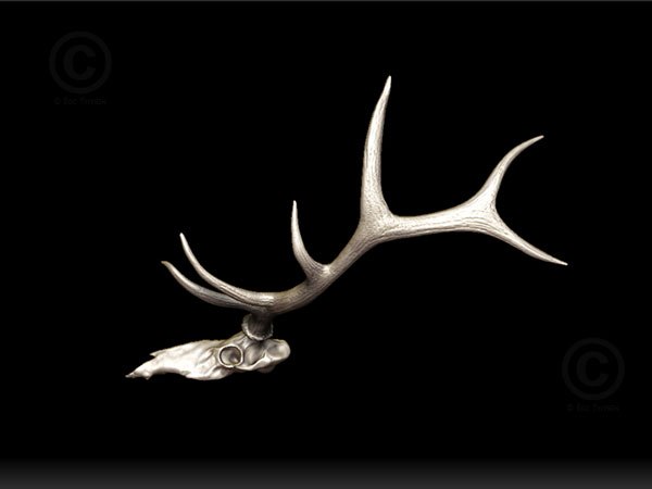 Elk Skull Images