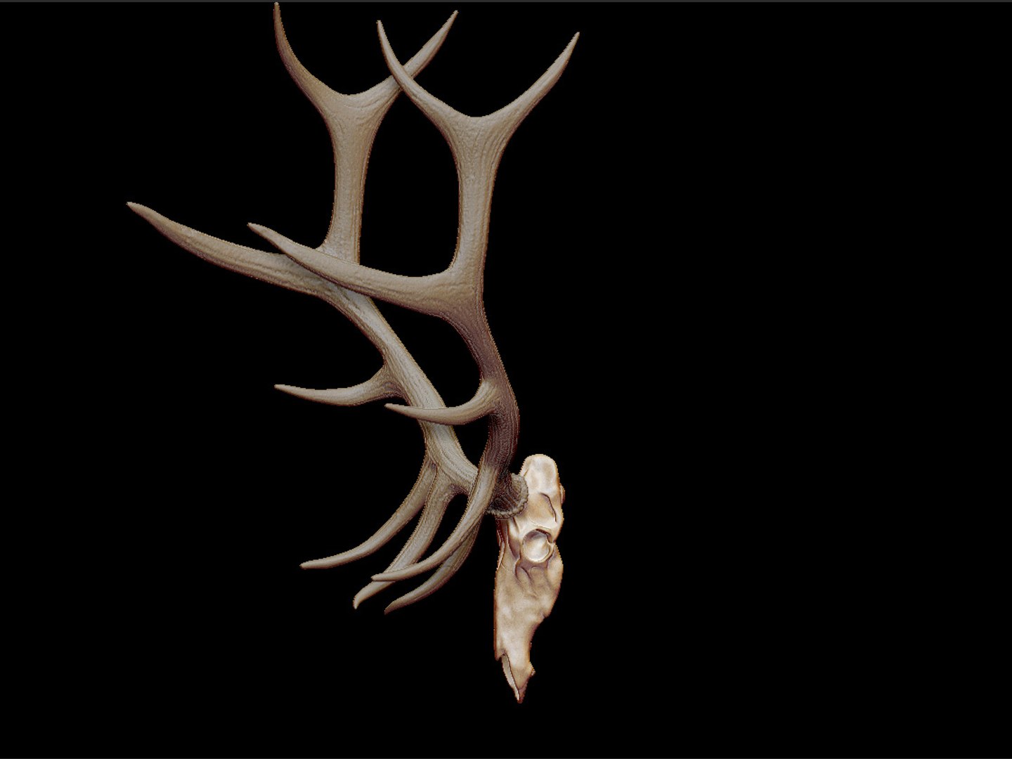 Elk Skull 3d Obj