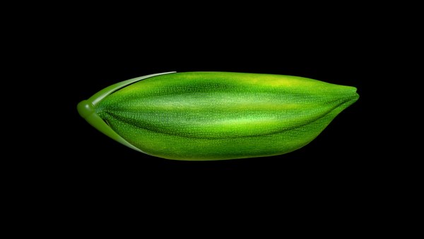 3D PADDY PLANT OPTION 5 - TurboSquid 1855405