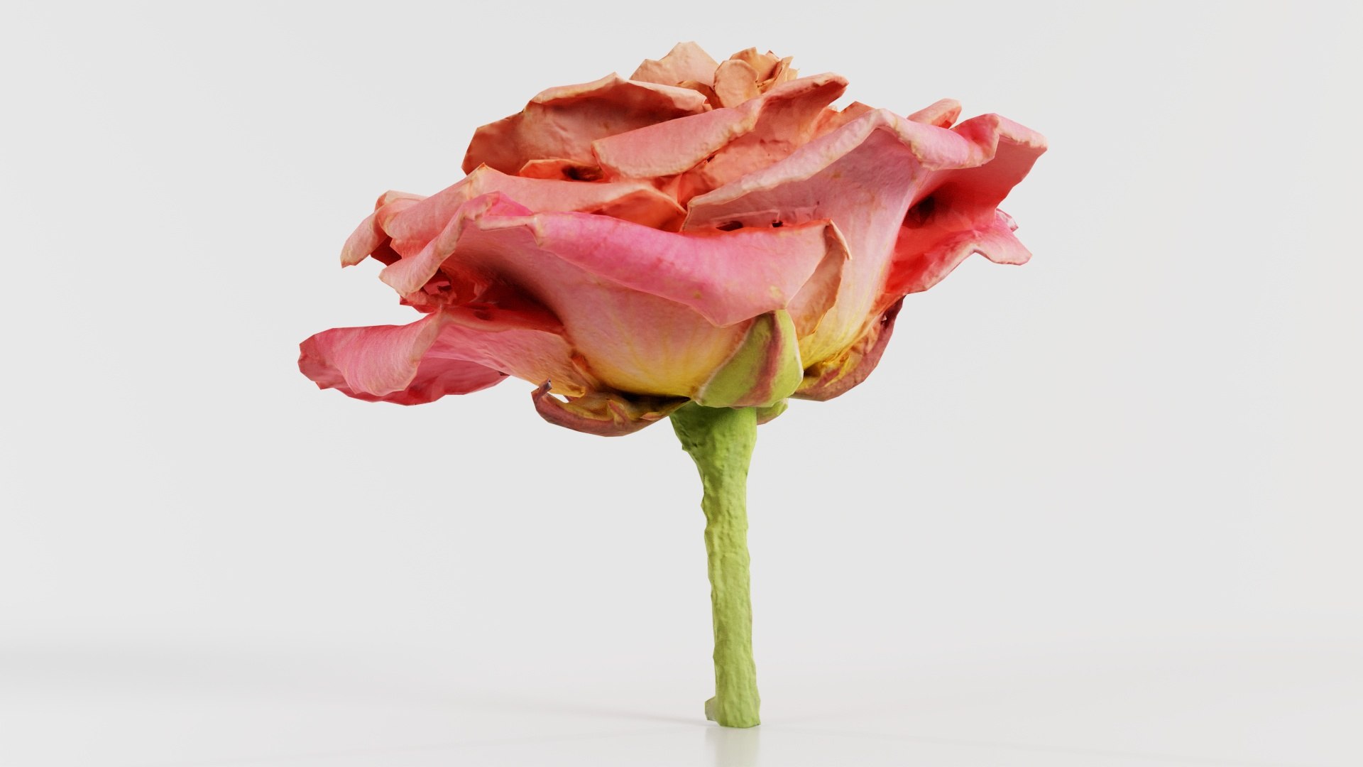 Close Up Garden Rose Bengal Rose Chinese Rose Rosa Chinensis Remastered ...