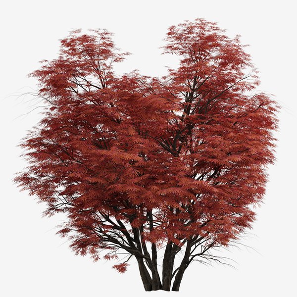 3D Set of Japanese Maple or Acer Palmatum Trees - 2 Trees model ...