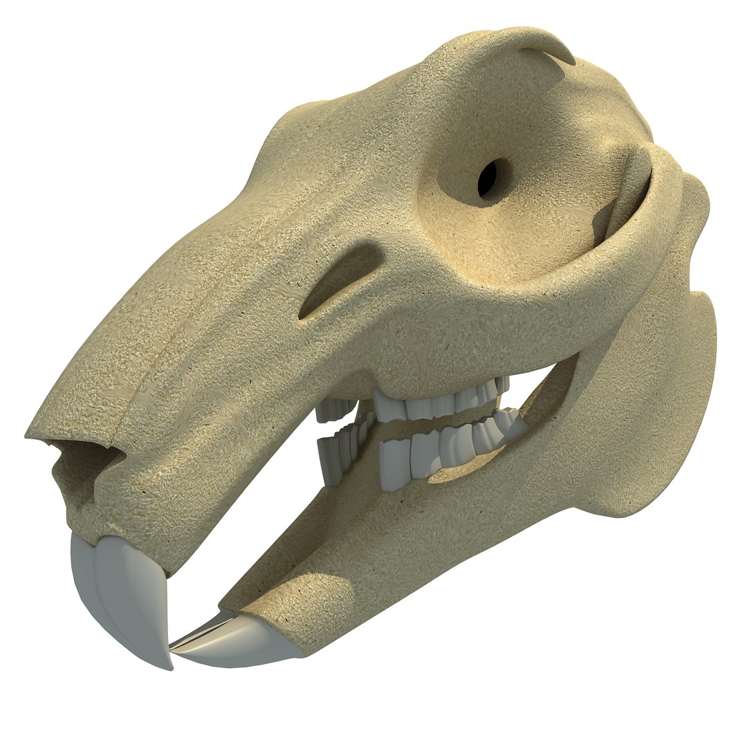 Rabbit Skull Skeleton 3d Lwo