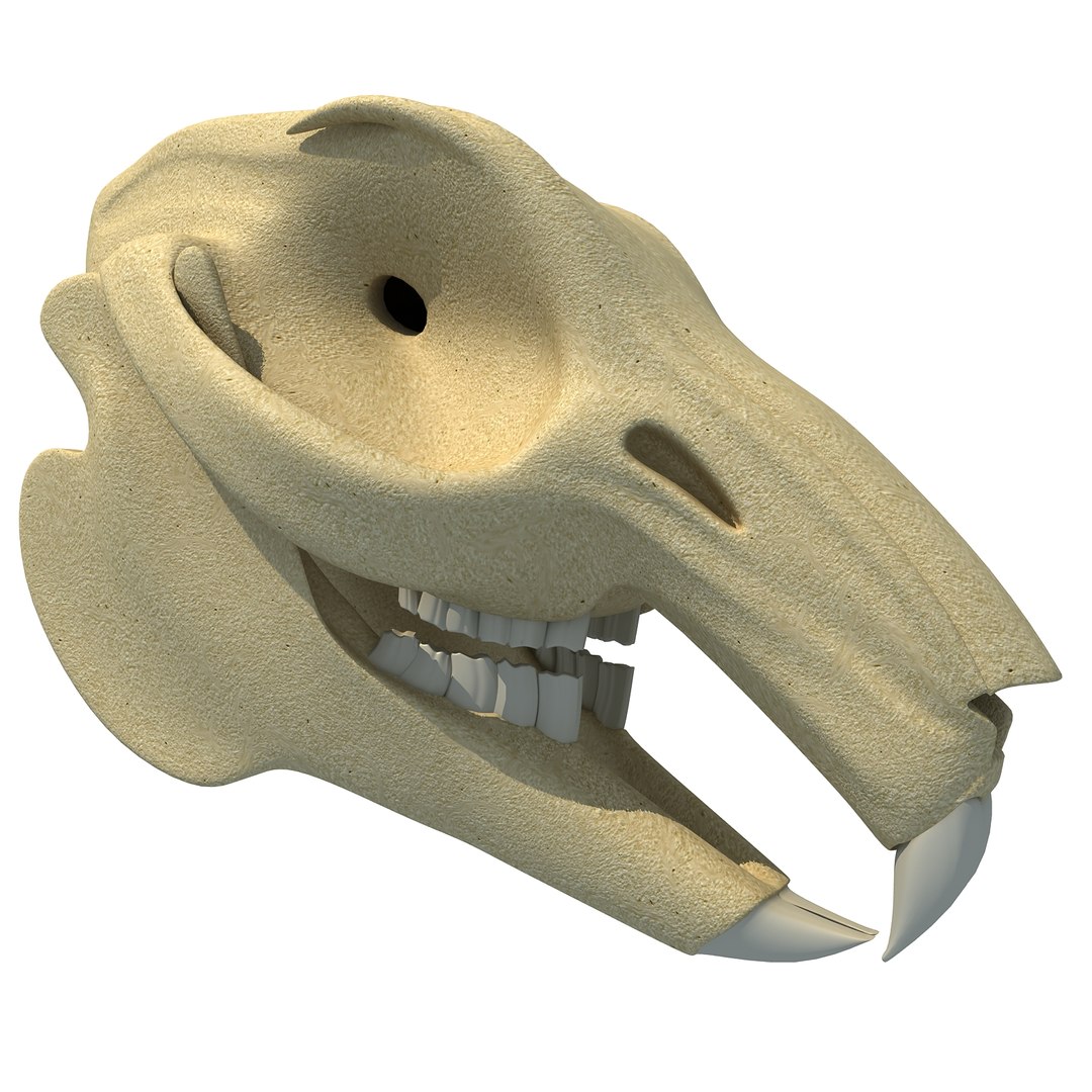 Rabbit Skull Skeleton 3d Lwo