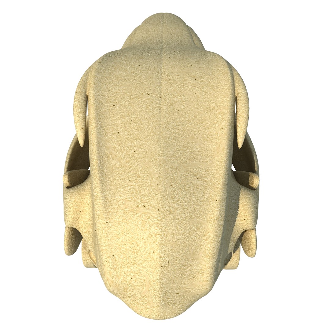 Rabbit Skull Skeleton 3d Lwo