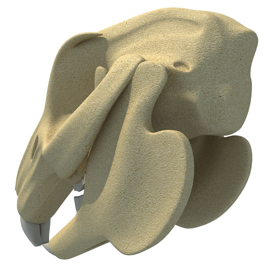 Rabbit Skull Skeleton 3d Lwo