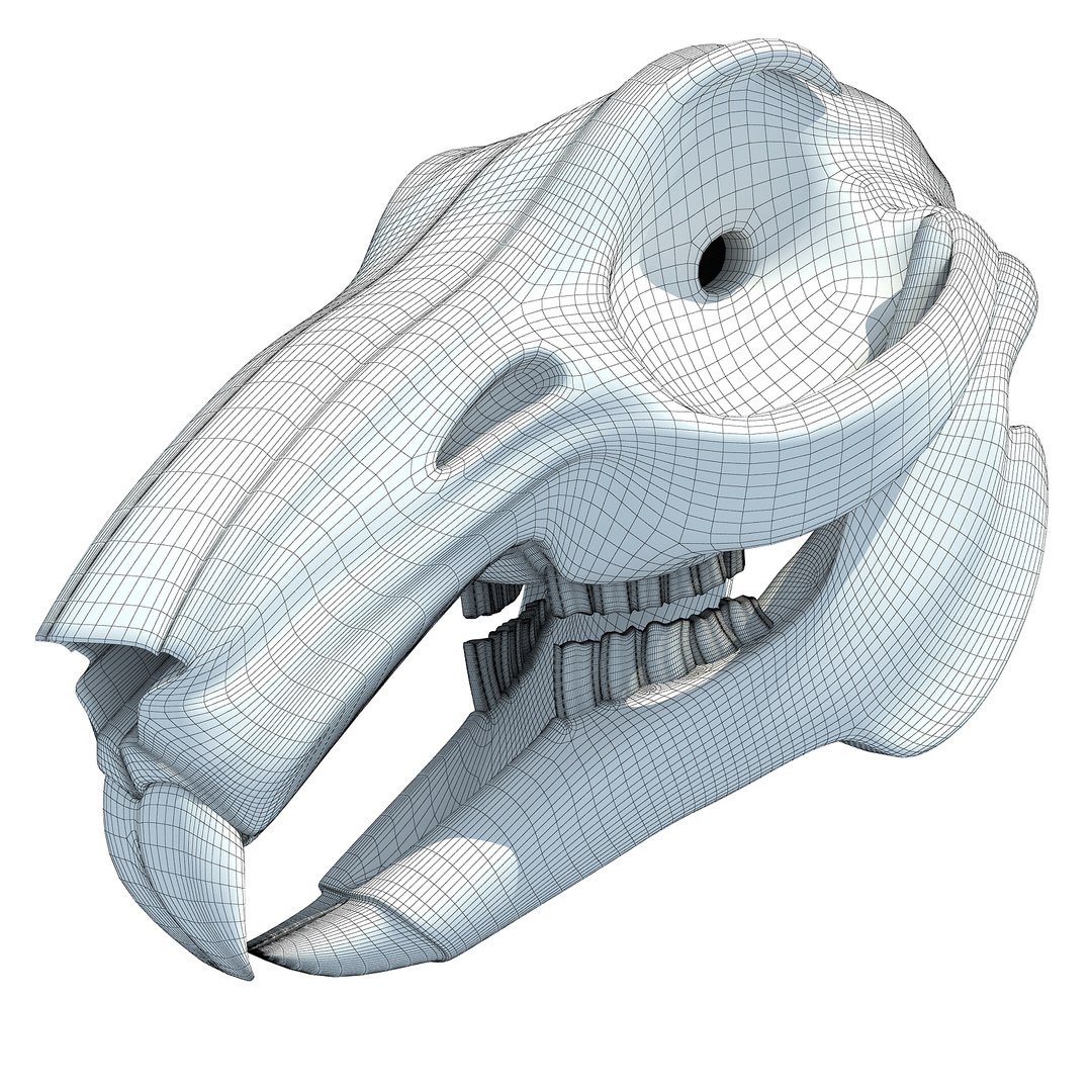 Rabbit Skull Skeleton 3d Lwo