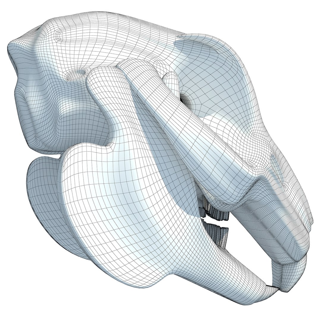 Rabbit Skull Skeleton 3d Lwo