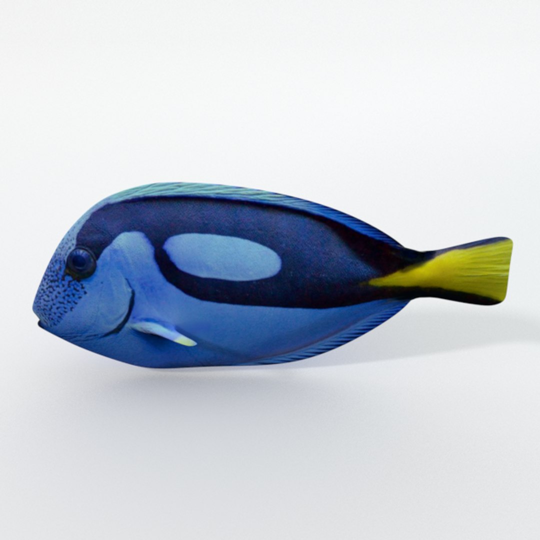 3D Model Surgeonfish - TurboSquid 1316816