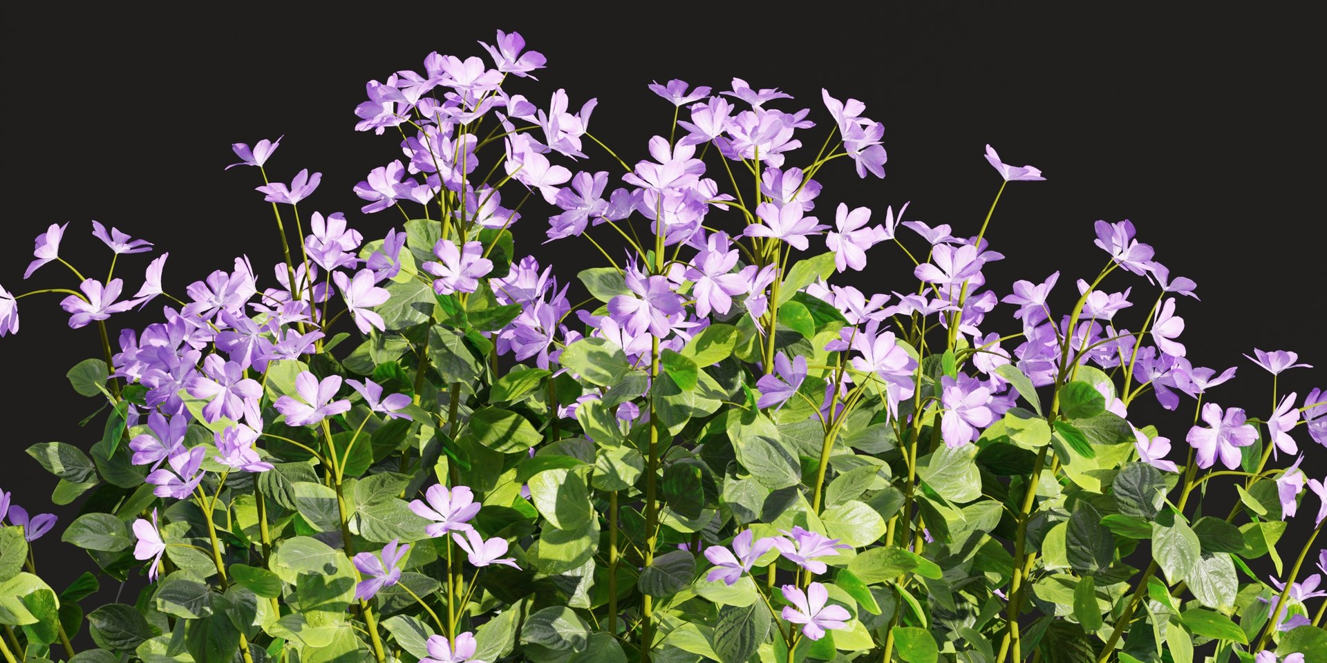 Periwinkle flowering plants vol 185-Blender-3dmodel 3D model ...