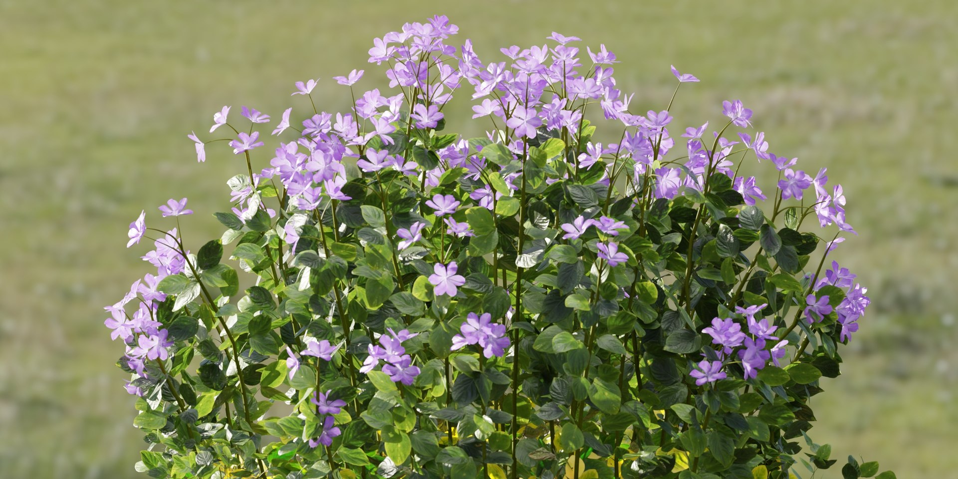 Periwinkle flowering plants vol 185-Blender-3dmodel 3D model ...