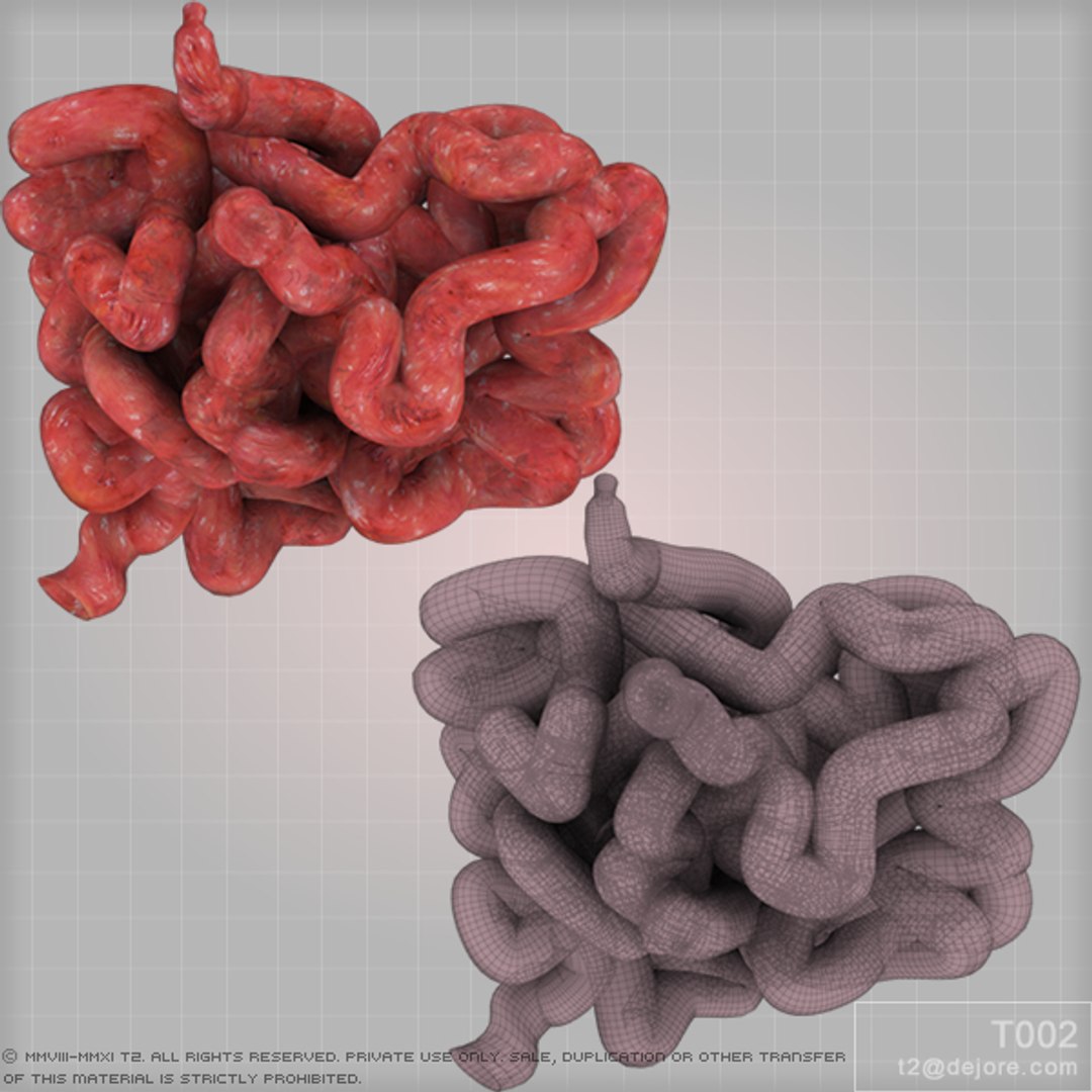 3d Model Small Intestine Digestive
