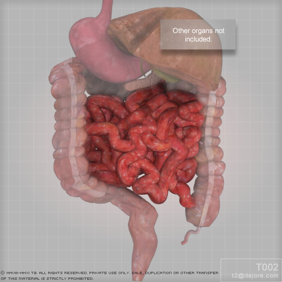 3d Model Small Intestine Digestive