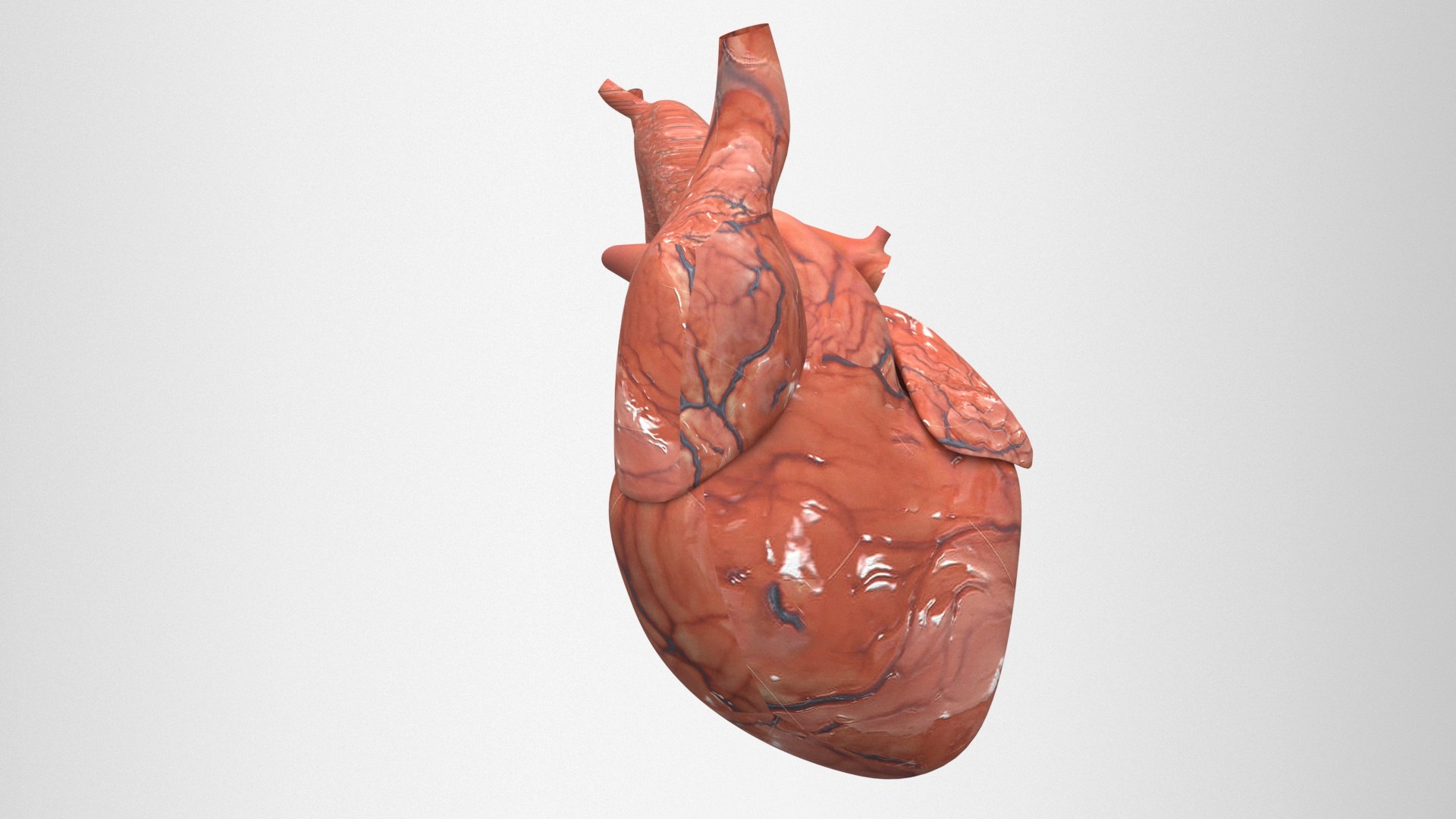 3D Human Heart - TurboSquid 1681181