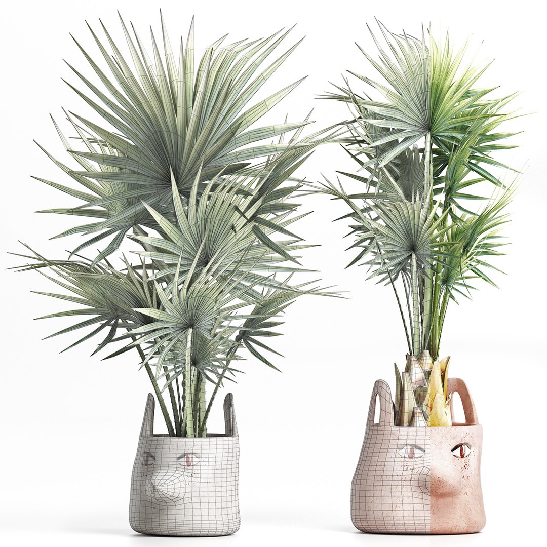 Sabal Minor 3D Model - TurboSquid 1687053