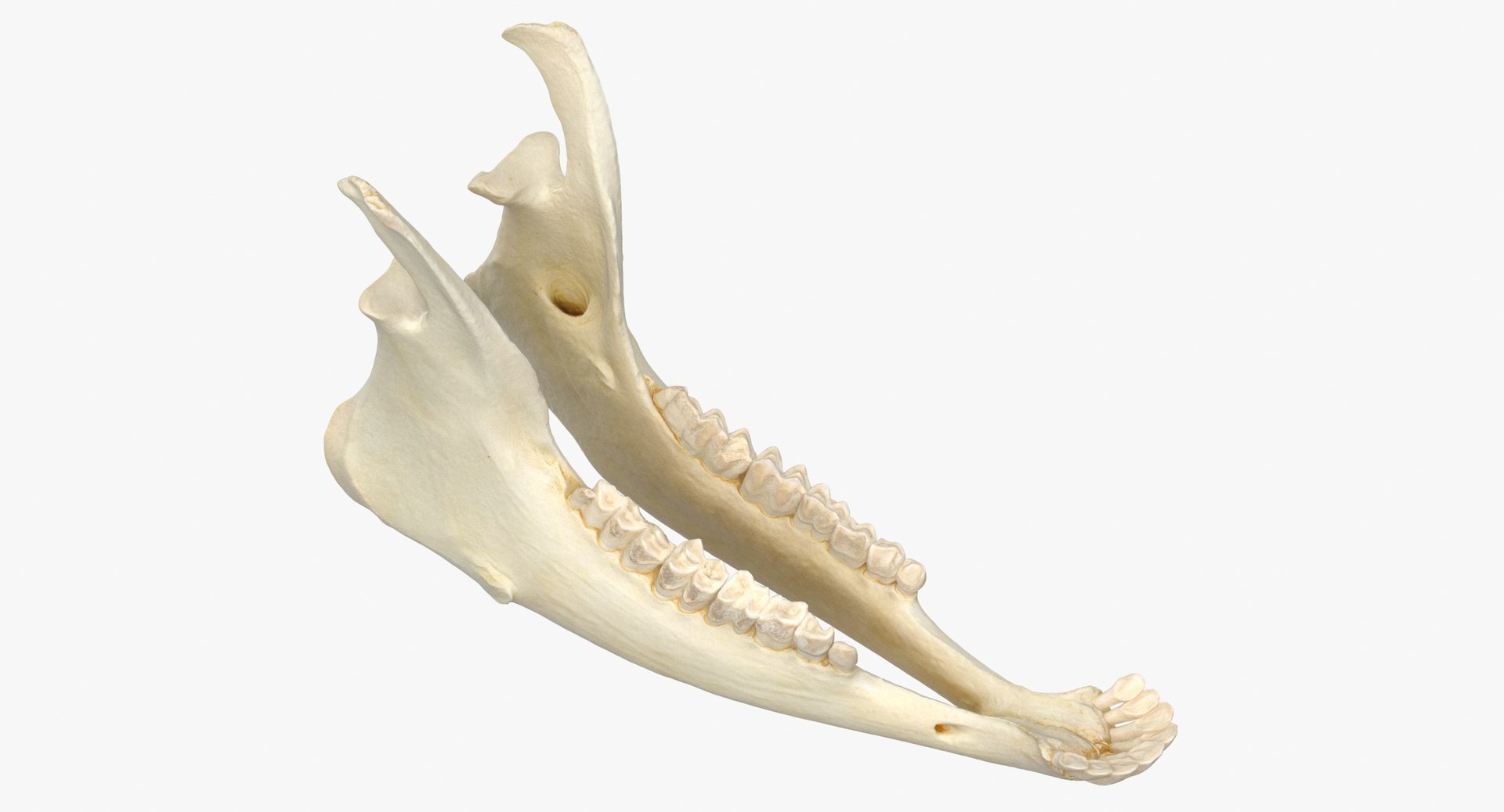 3D Domestic Goat Male Jaw 01 - TurboSquid 2115814