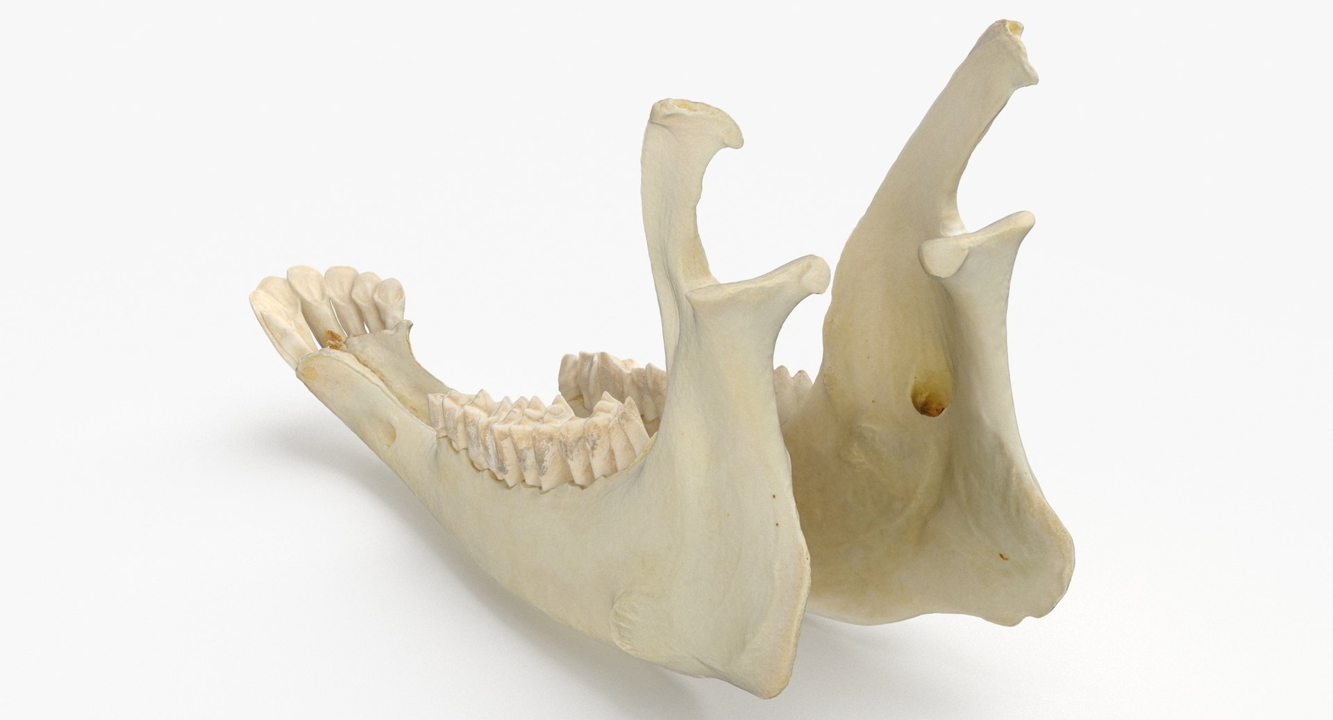 3D Domestic Goat Male Jaw 01 - TurboSquid 2115814