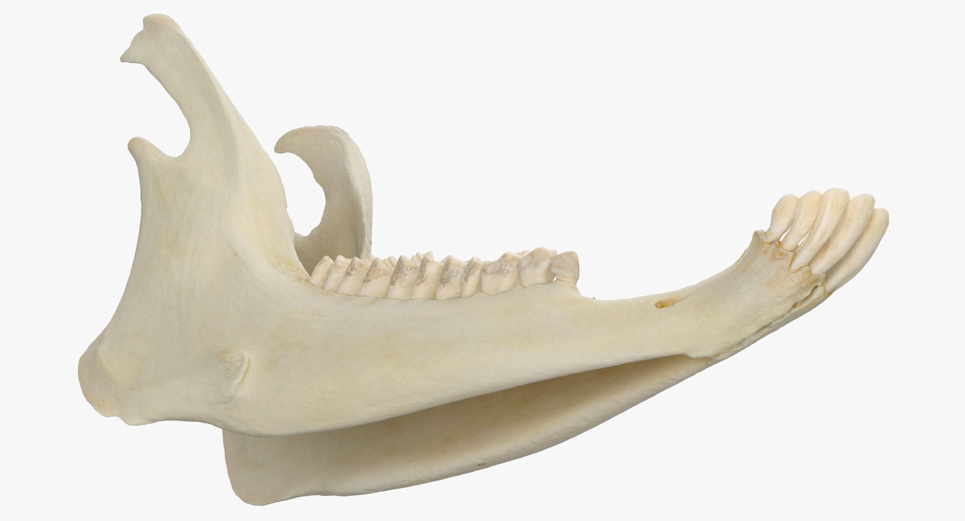 3D Domestic Goat Male Jaw 01 - TurboSquid 2115814